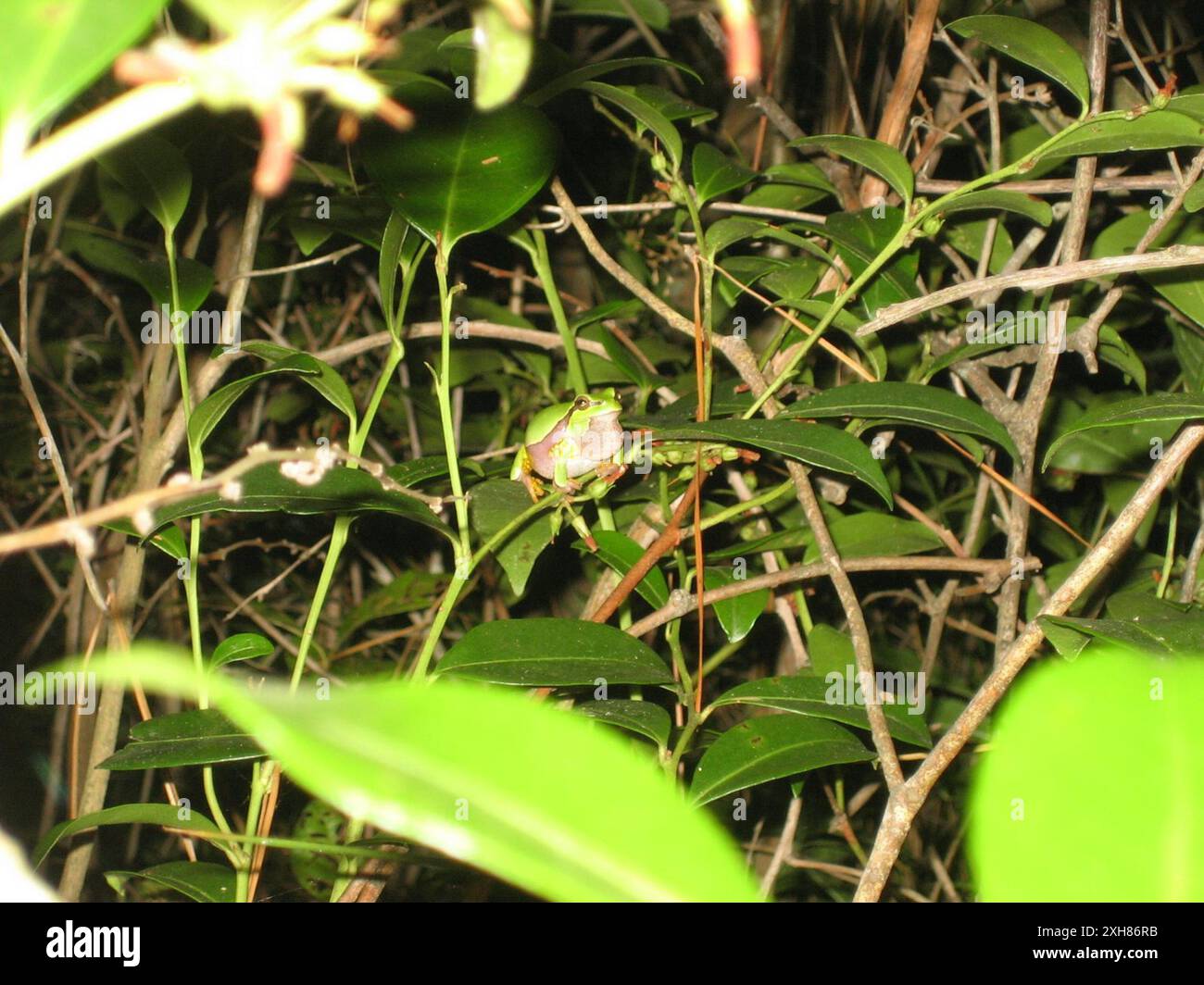 Pine Barrens Treefrog (Hyla andersonii) , North Carolina, US Stock ...