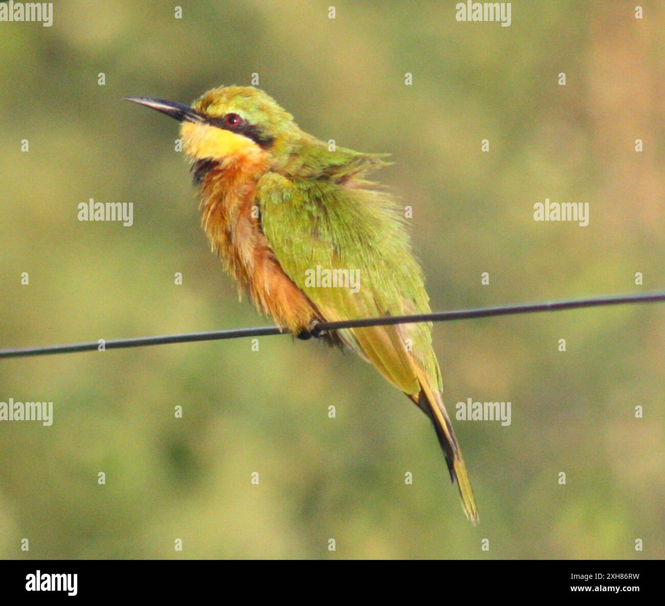Little Bee-eater (Merops pusillus) , skukuza Stock Photo - Alamy
