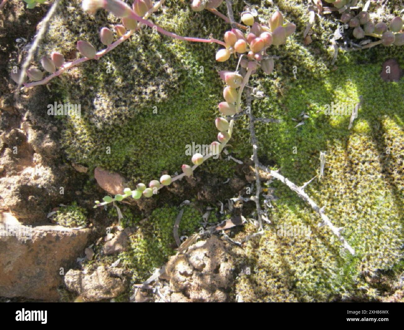 String of Bananas (Curio radicans) Min Water in the Klein Karoo: Min ...