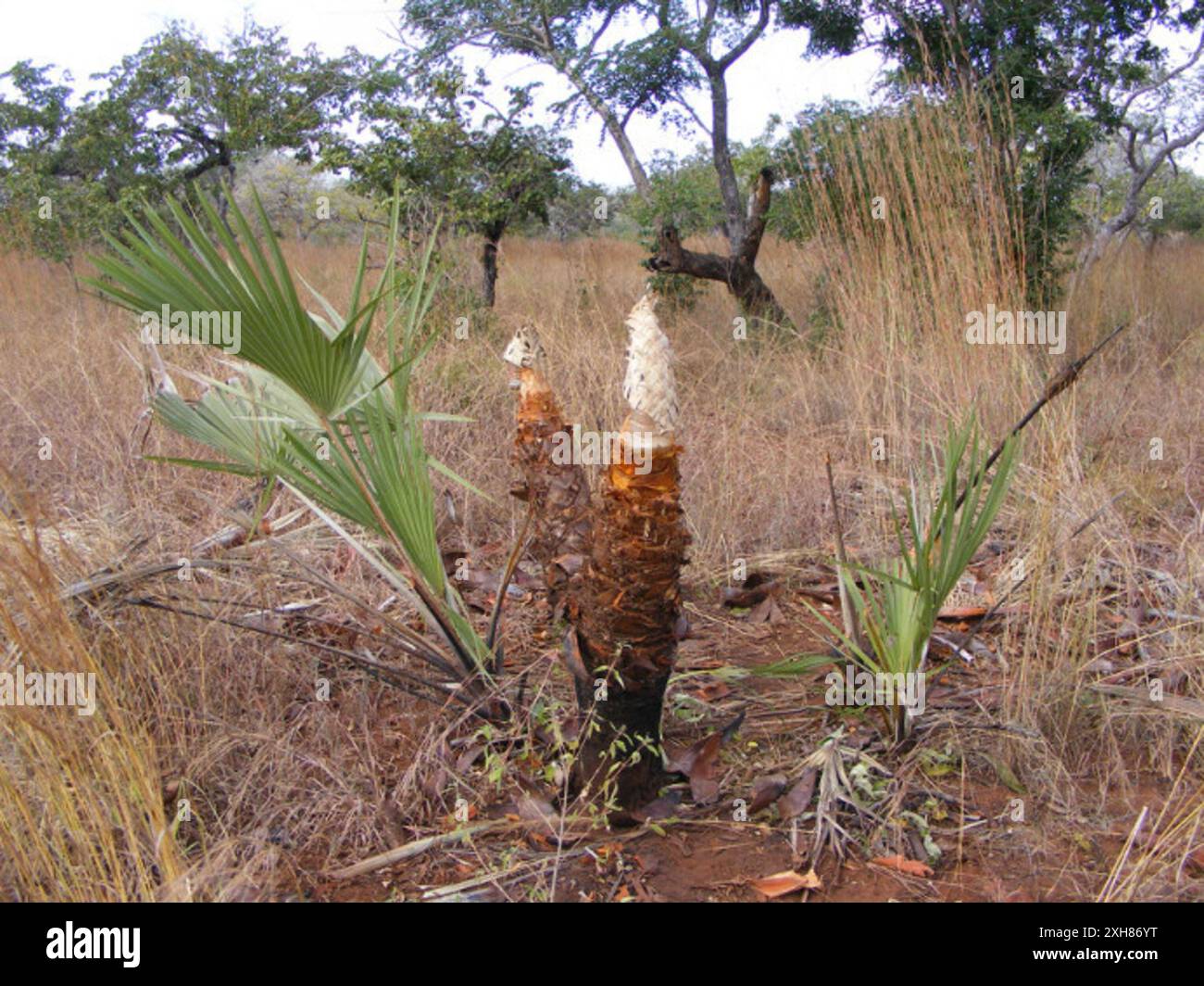 Sasol pipeline hi-res stock photography and images - Alamy