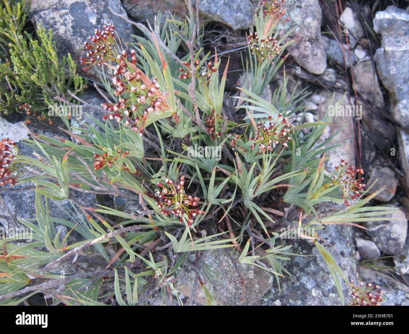 Bushirises (Nivenia) ^Liggies Trail^ Klein Swartberg Stock Photo - Alamy