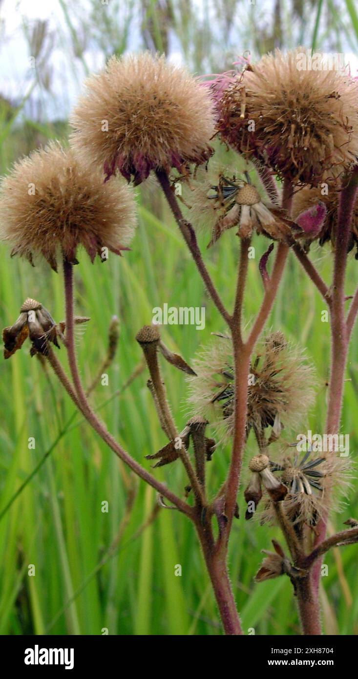 Roodeplaat hi-res stock photography and images - Alamy