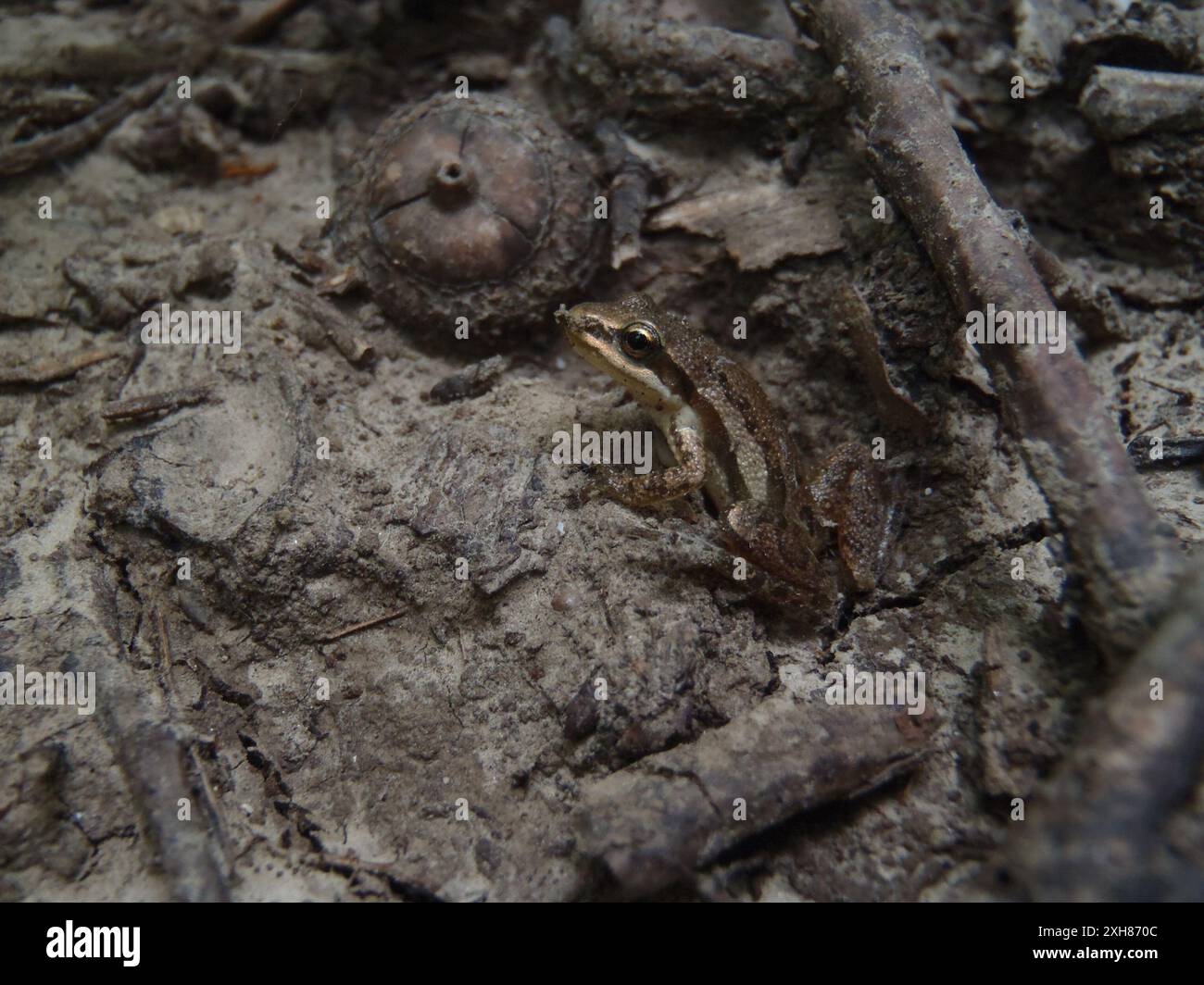 Neale woods hi-res stock photography and images - Alamy