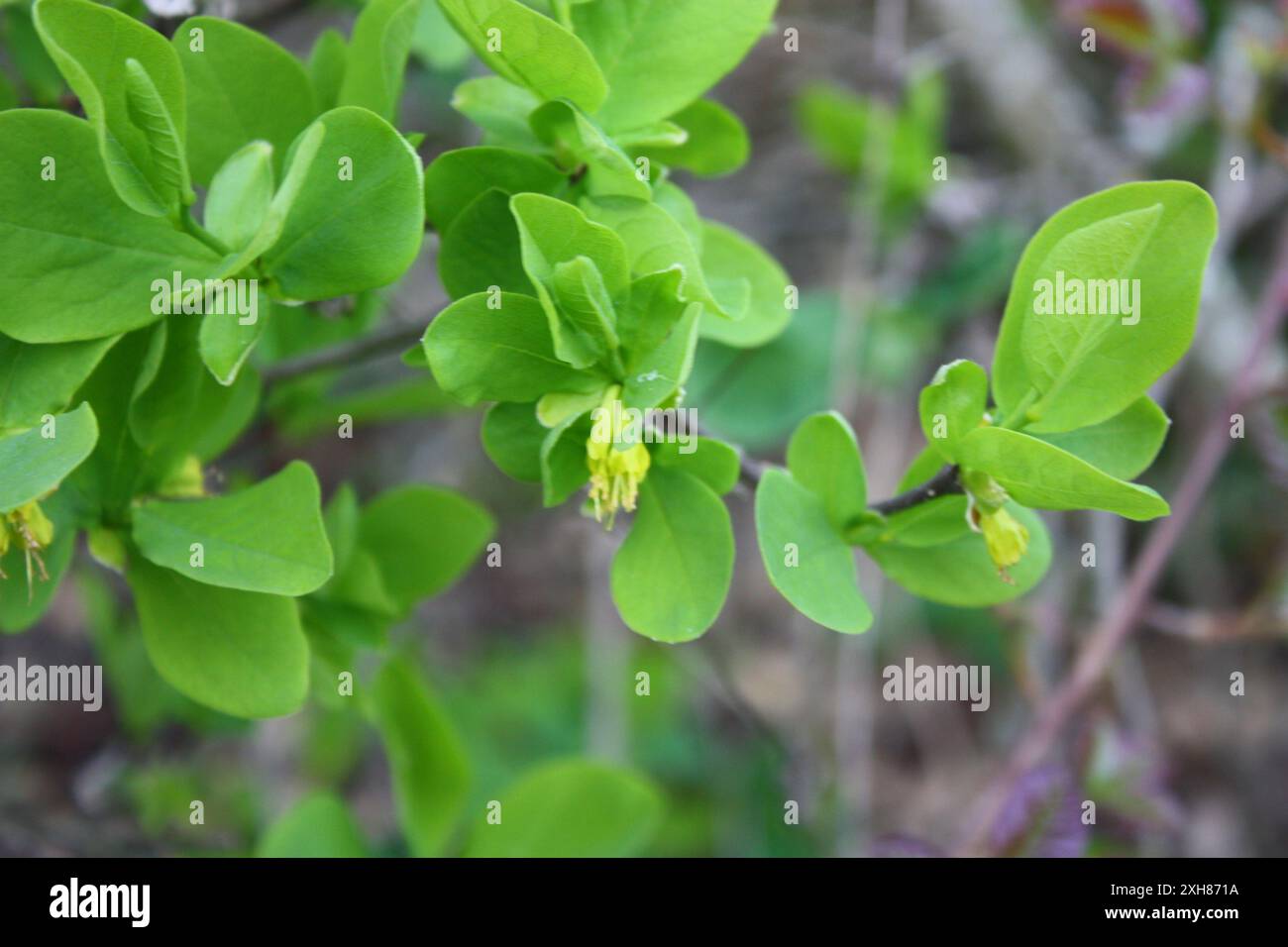 Western Leatherwood (Dirca occidentalis) 101–299 Goya Rd, Portola ...