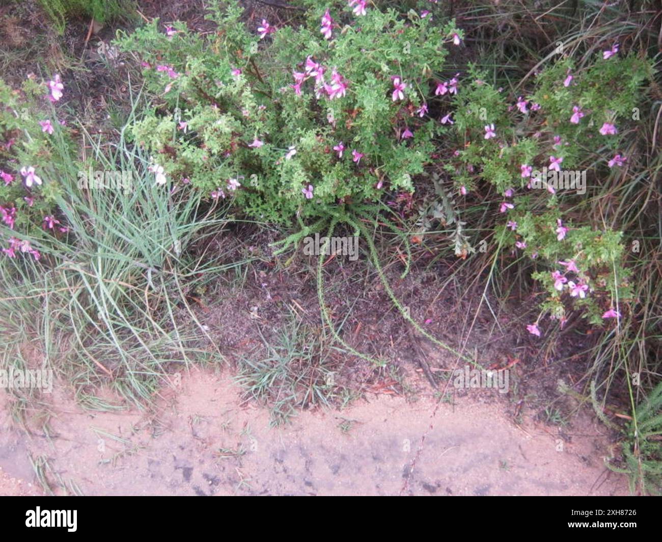 oak-leaved geranium (Pelargonium quercifolium) Blue Hill in the Kouga ...