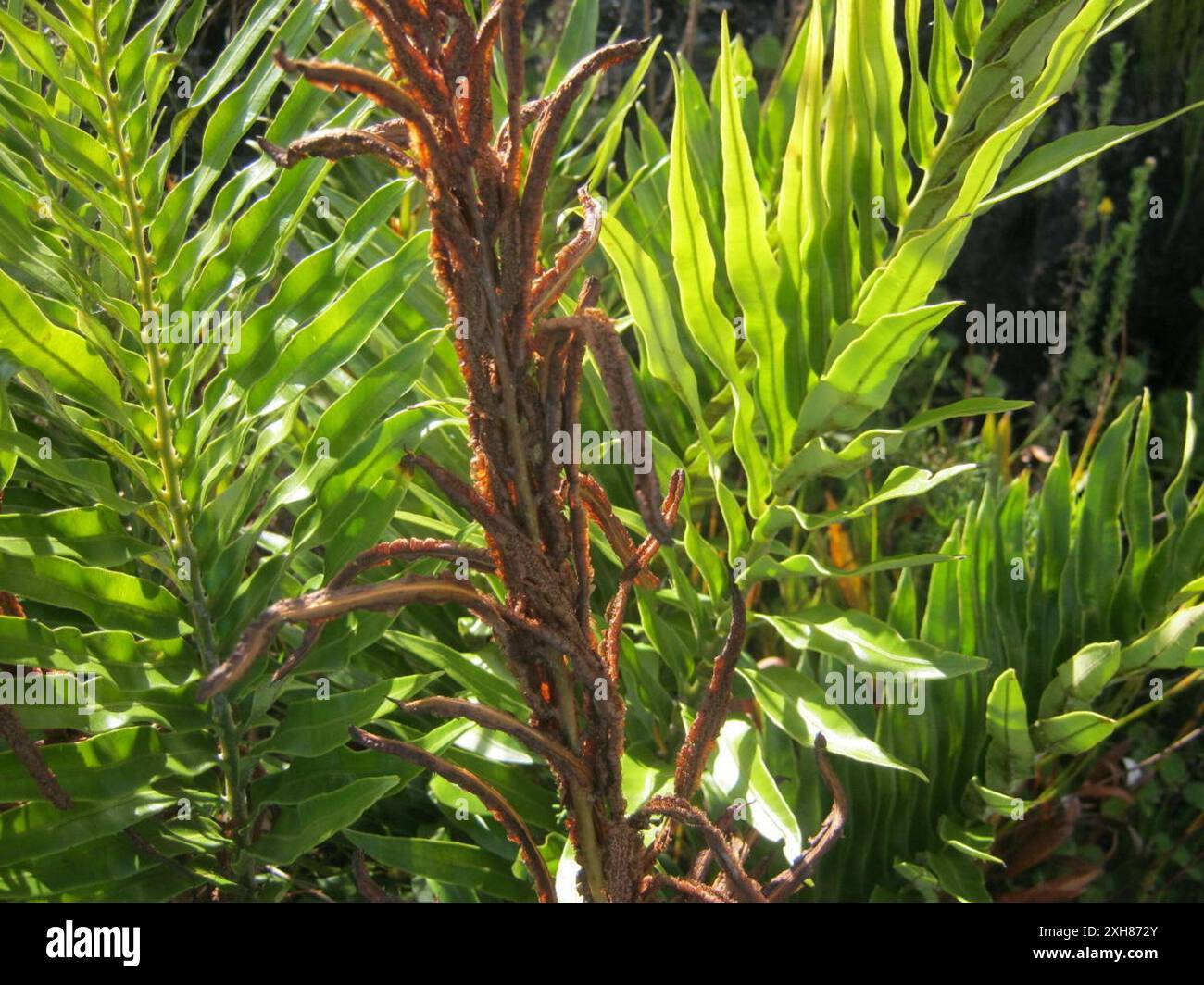 Lomariocycas tabularis hi-res stock photography and images - Alamy