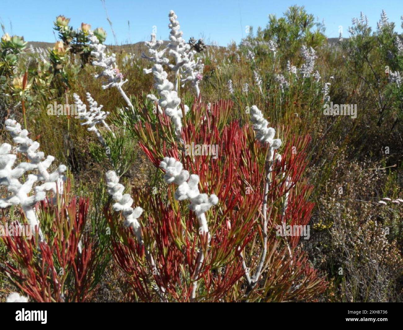 Longhead Sceptre (Paranomus dispersus) Rooiberg Gamka Nature Reserve ...
