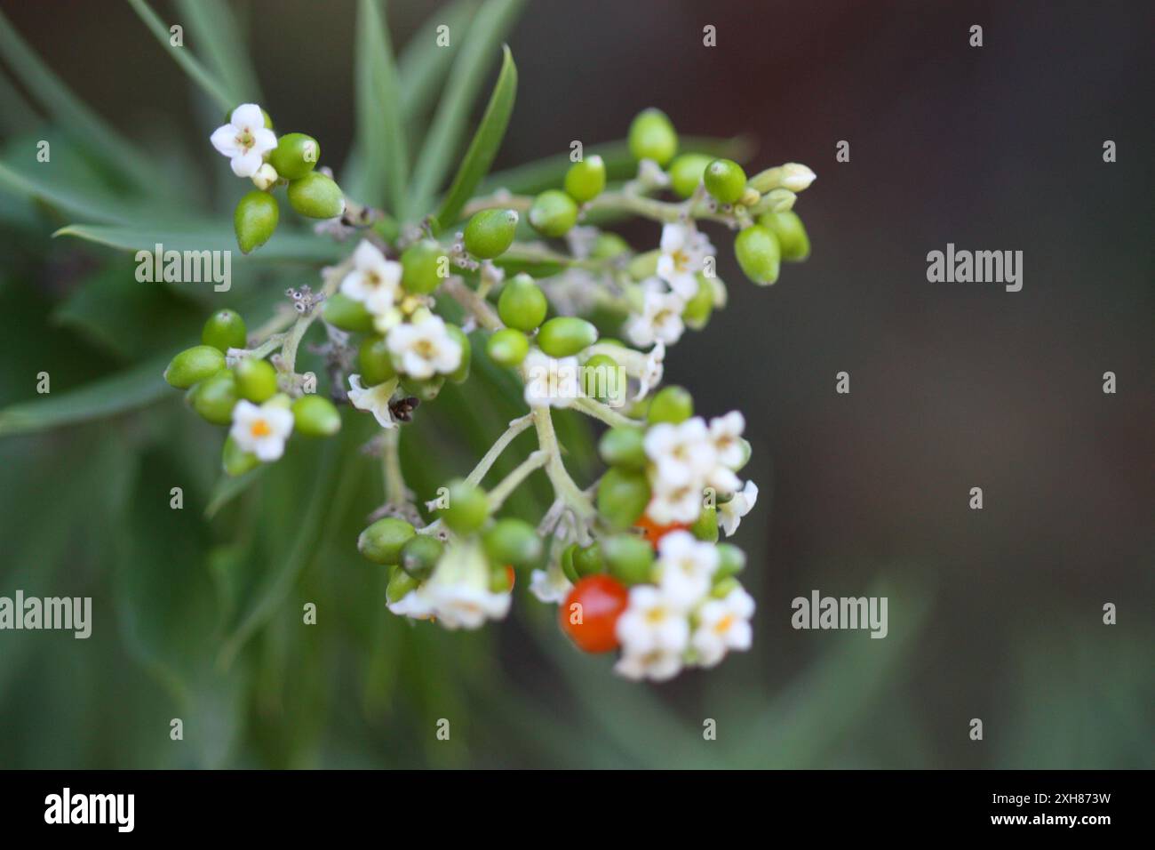 Flax-leaved Daphne (Daphne gnidium) Cáceres, ES-EX, ES Stock Photo - Alamy