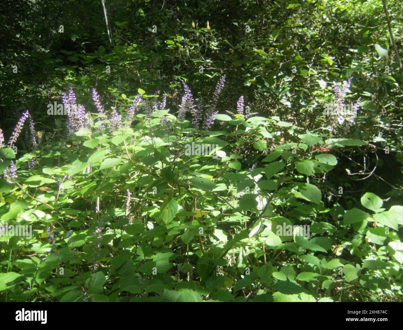 pink fly bush (Plectranthus fruticosus) Wilderness National Park at the ...