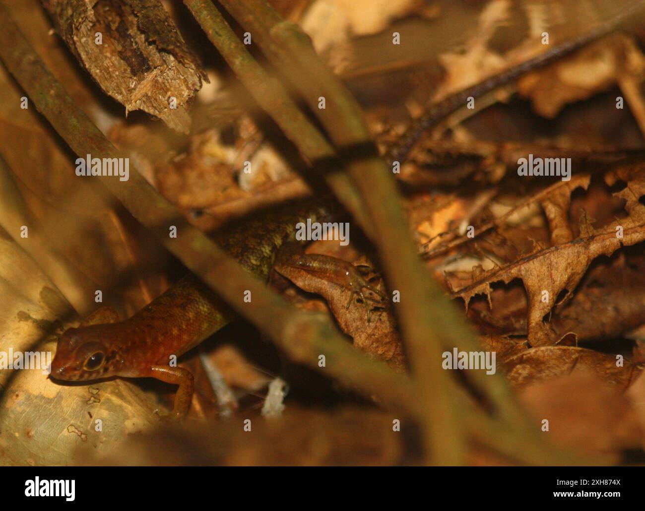 Sphenomorphus sabanus hi-res stock photography and images - Alamy