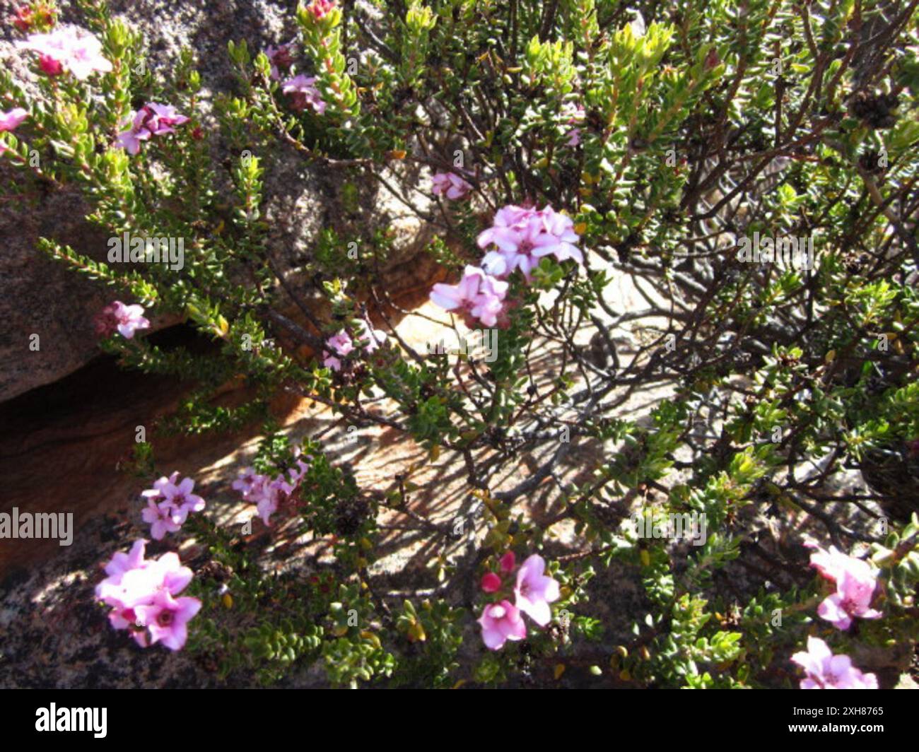 Anysberg Chinaflower (Adenandra dahlgrenii) , Western Cape, ZA Stock ...