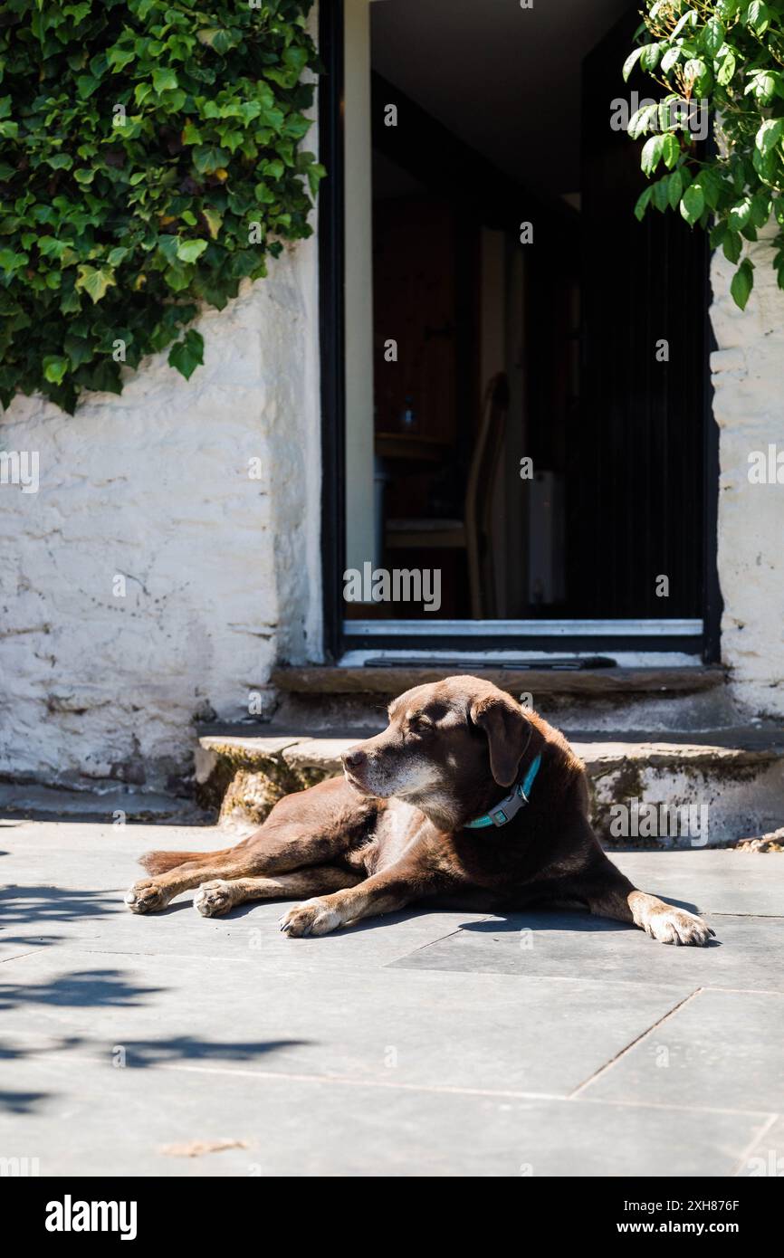 Dog Lay in the Sun on the Front Door Step Stock Photo - Alamy