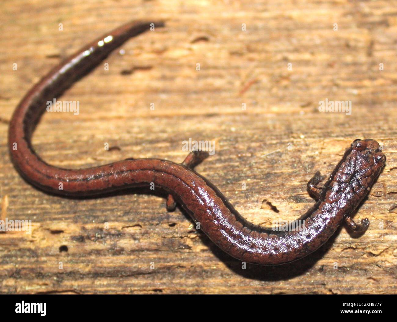 California Slender Salamander (Batrachoseps attenuatus) Jug Handle ...