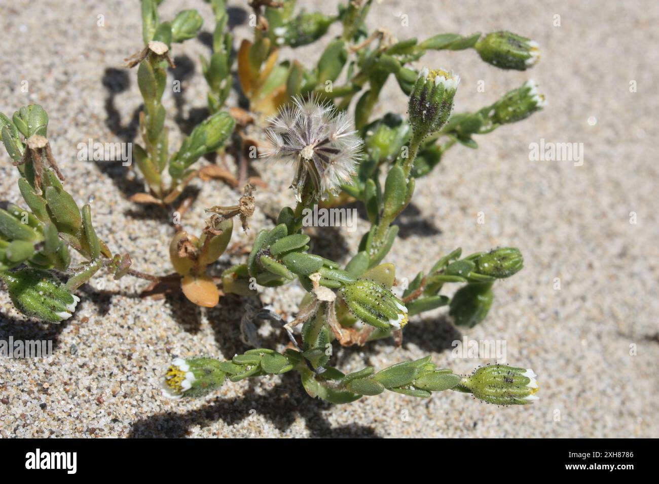 beach tidytips (Layia carnosa) California, US Stock Photo - Alamy