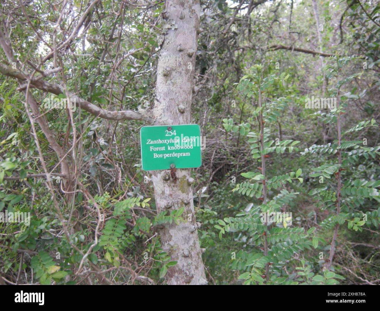 Small knobwood (Zanthoxylum capense) Dune Molerat Reserve: Dune Molerat ...