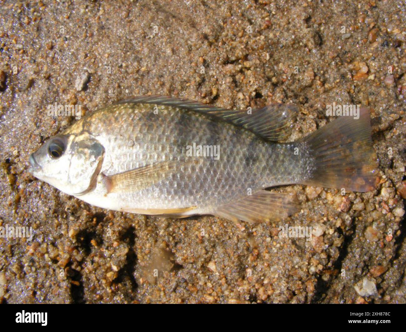 Mozambique Tilapia (Oreochromis mossambicus) Kruger Park, Jock Safari ...