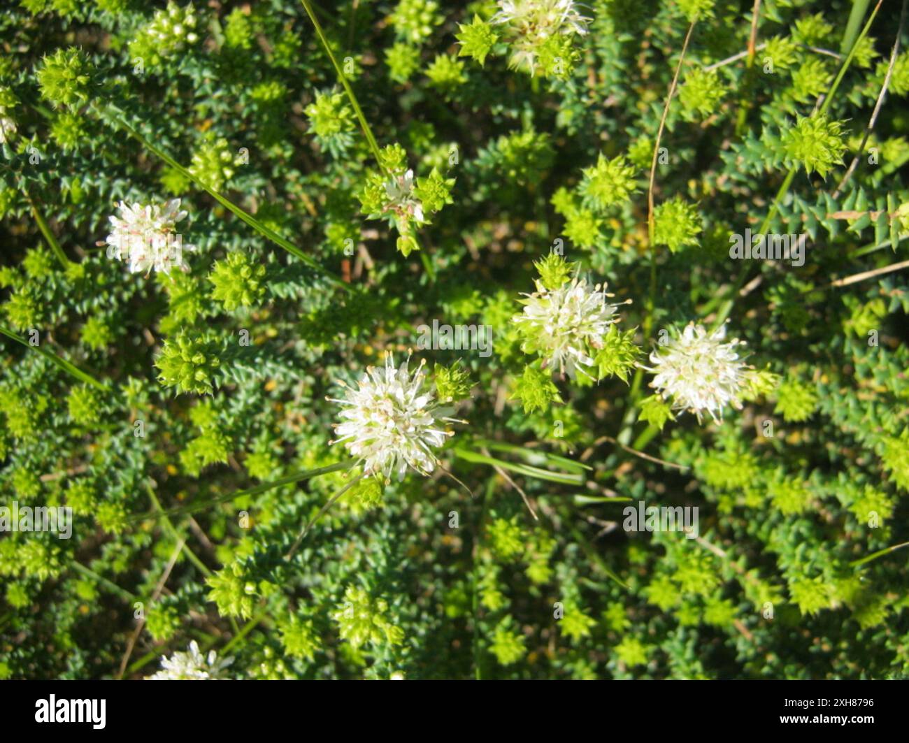 Garlic Buchu (Agathosma apiculata) Vleesbaai and surrounds Stock Photo ...