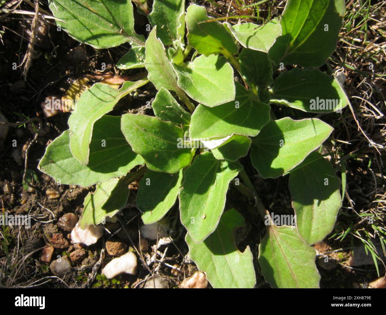 Flat African Daisy (Arctotis acaulis) Vleesbaai and surrounds Stock ...