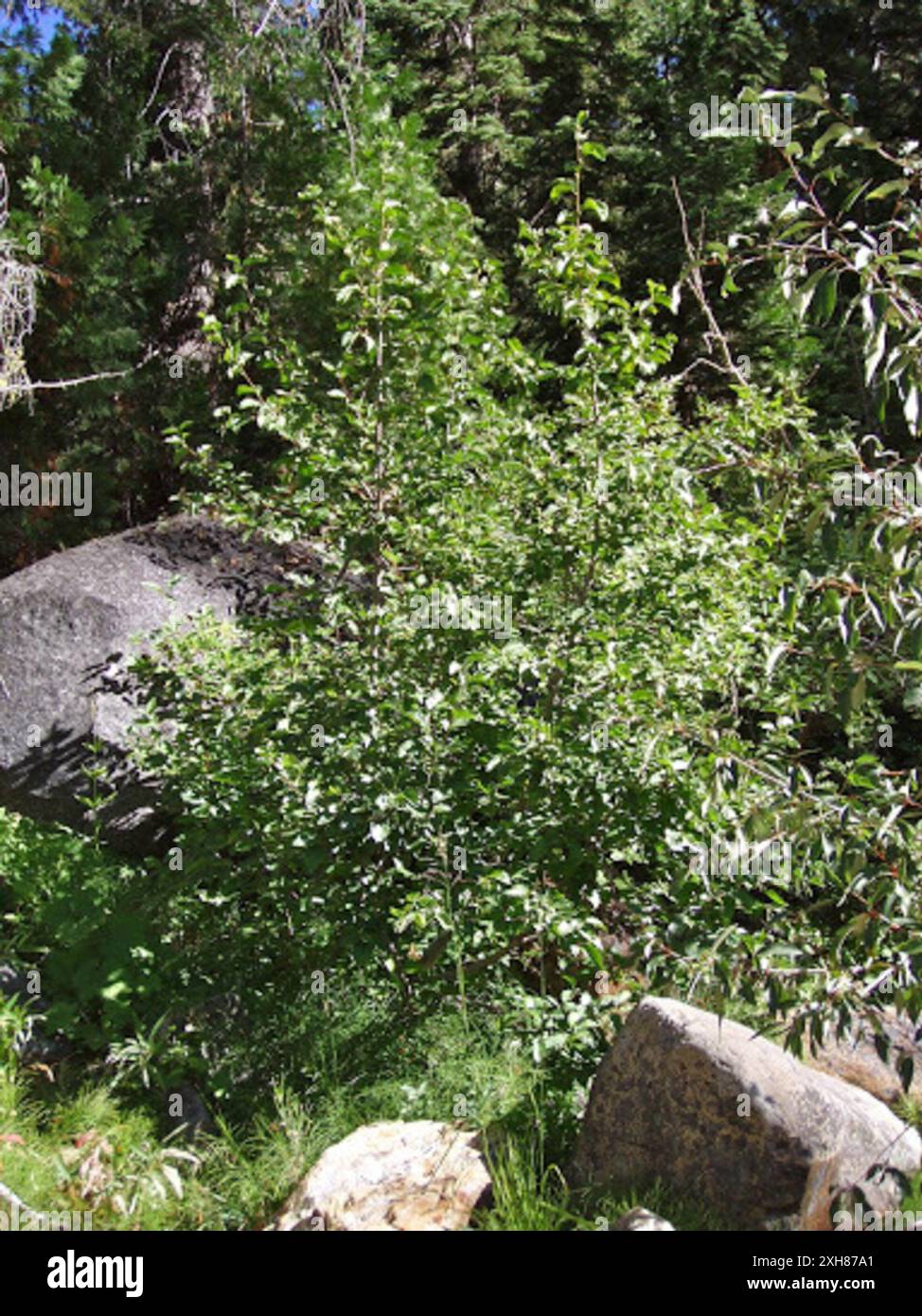 grey alder (Alnus incana) California, US Stock Photo - Alamy