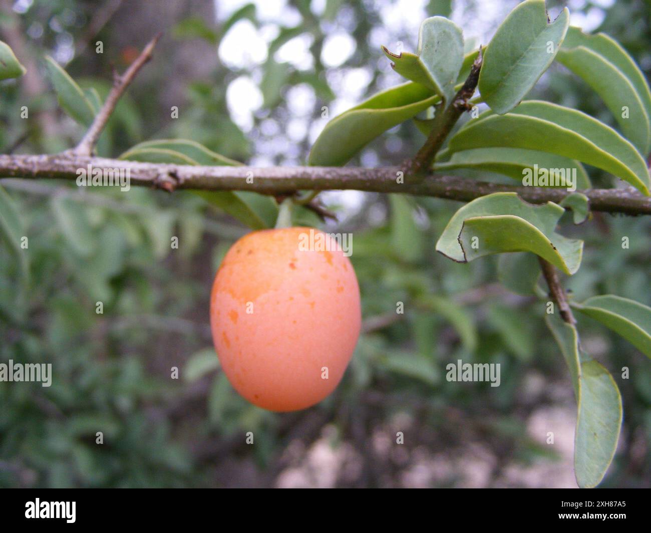 Hog plum (Ximenia americana) A 3, Ghanzi: Thakadu reserve Stock Photo ...