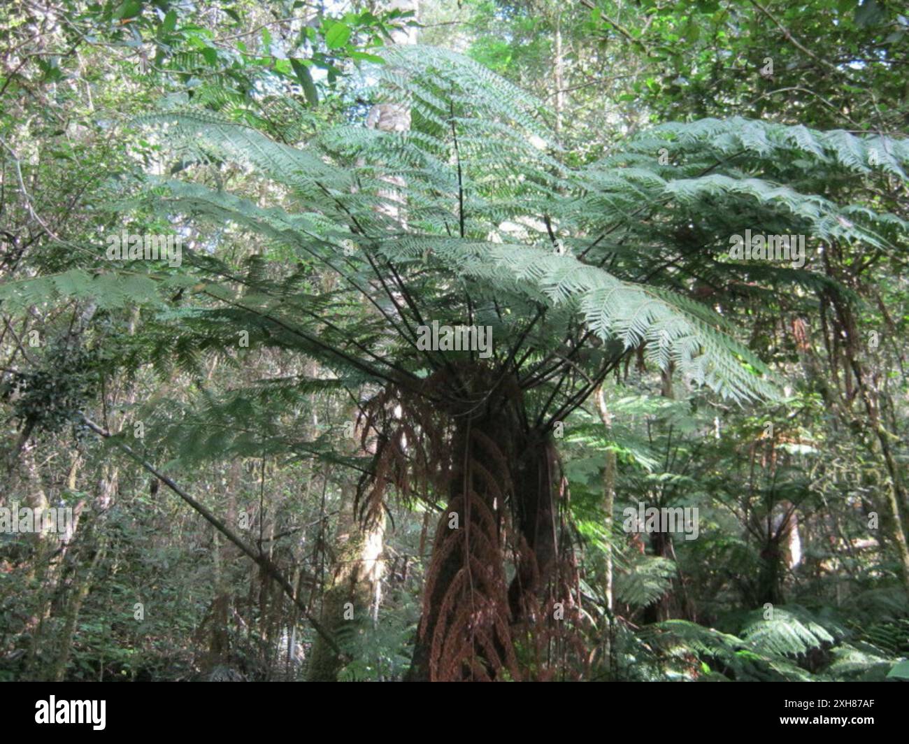 Forest Tree Fern (Cyathea capensis) Collinshoek: On the Big Tree Trail ...