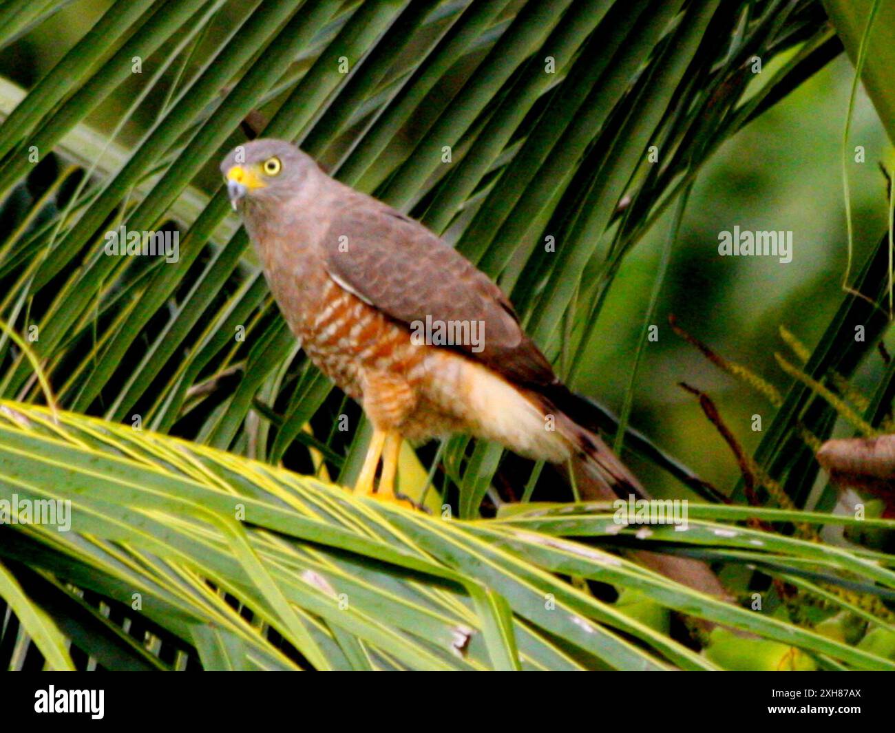 Roadside Hawk (Rupornis magnirostris) Bocas Del Toro, Bocas Del Toro ...