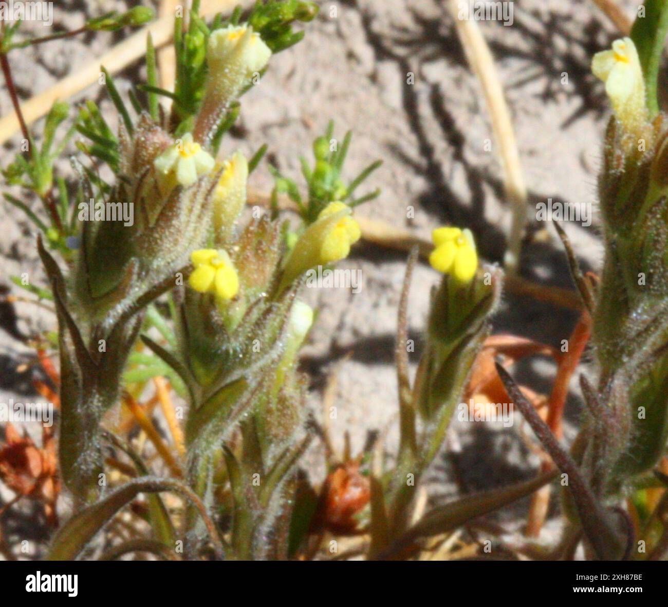 Hairy Indian Paintbrush (Castilleja tenuis) sagehen creek fieldstation ...