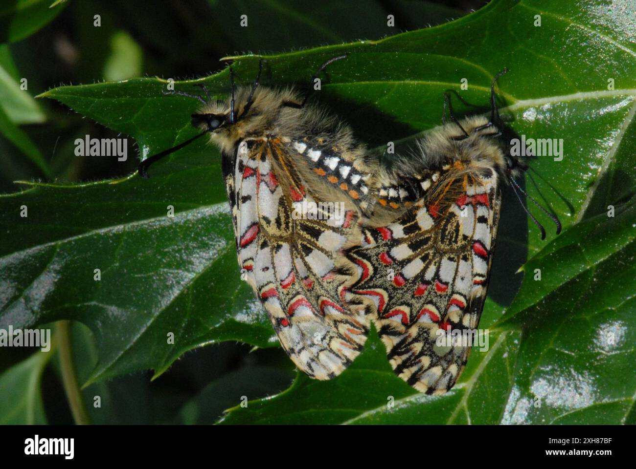 Spanish festoon zerynthia rumina hi-res stock photography and images ...