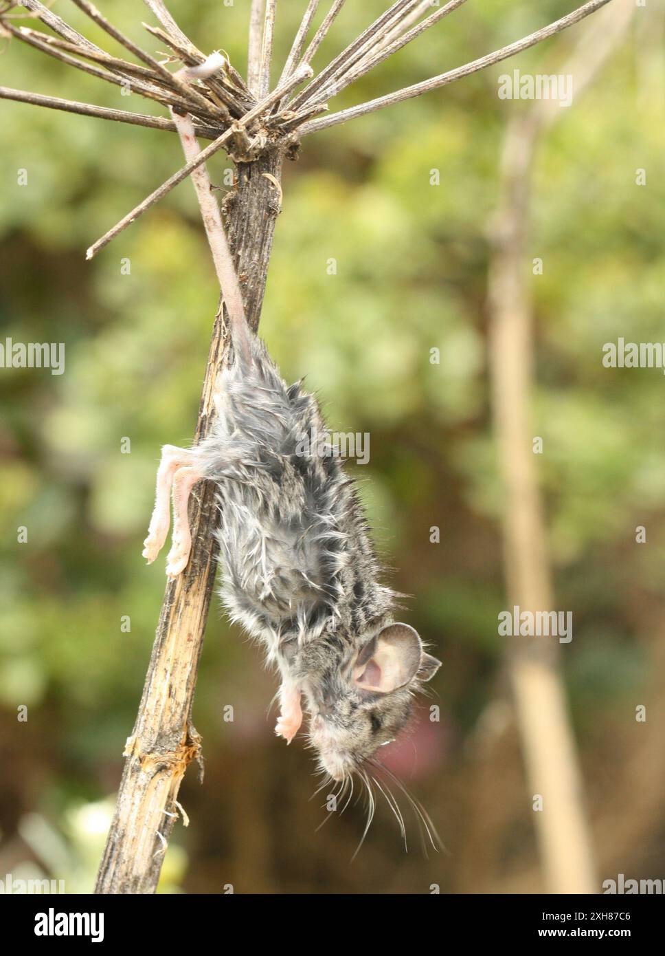 Mice mountain hi-res stock photography and images - Alamy