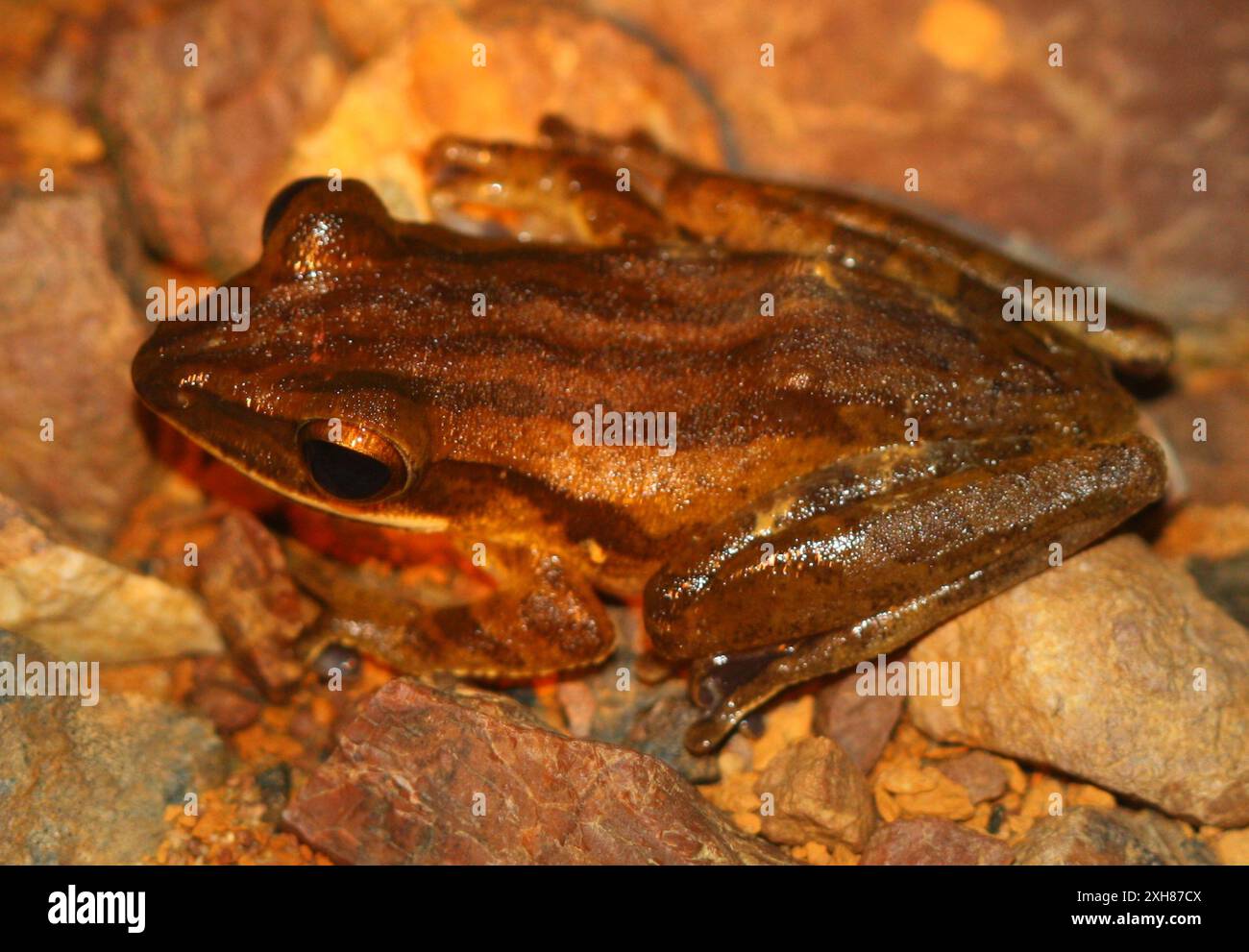 Common Southeast Asian Tree Frog (Polypedates leucomystax) Danum Valley ...