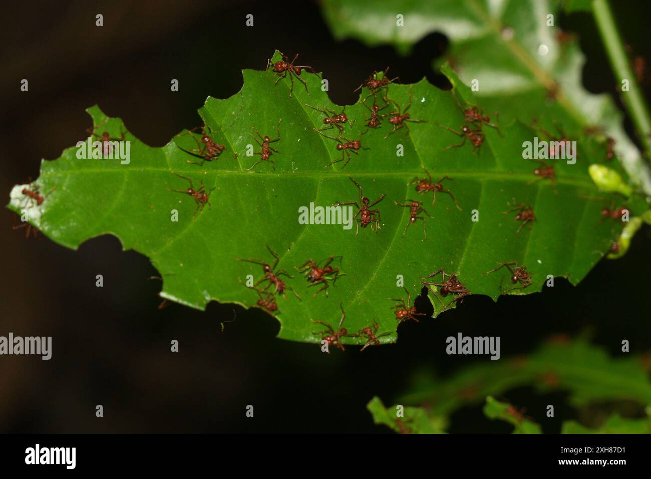 Chicatana Leafcutter Ant (Atta mexicana) Sayulita Stock Photo - Alamy