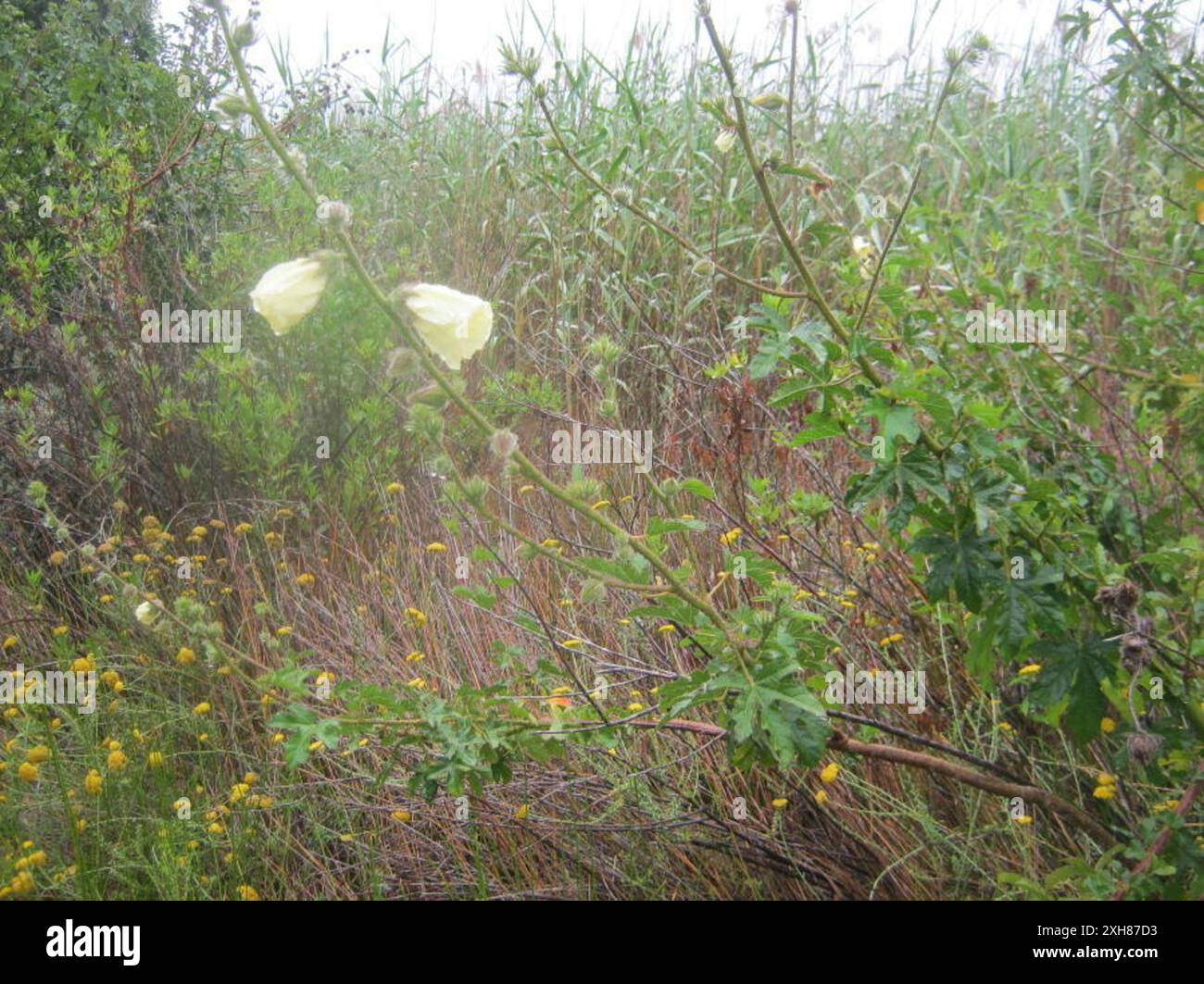 Prickly Tree Hibiscus (Hibiscus diversifolius diversifolius) Dune ...