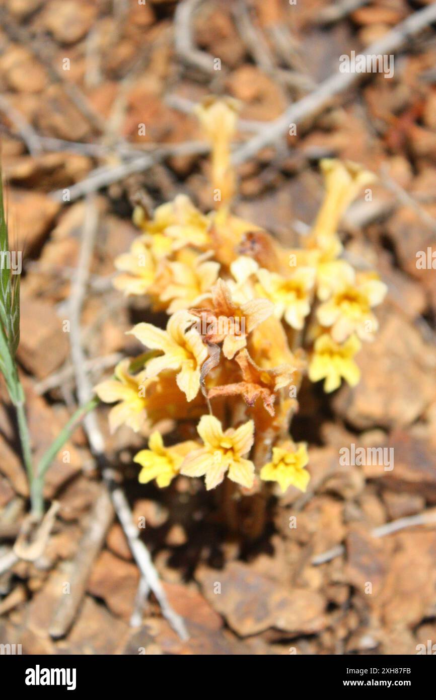yellow clustered broomrape (Aphyllon franciscanum) , mount diablo Stock ...
