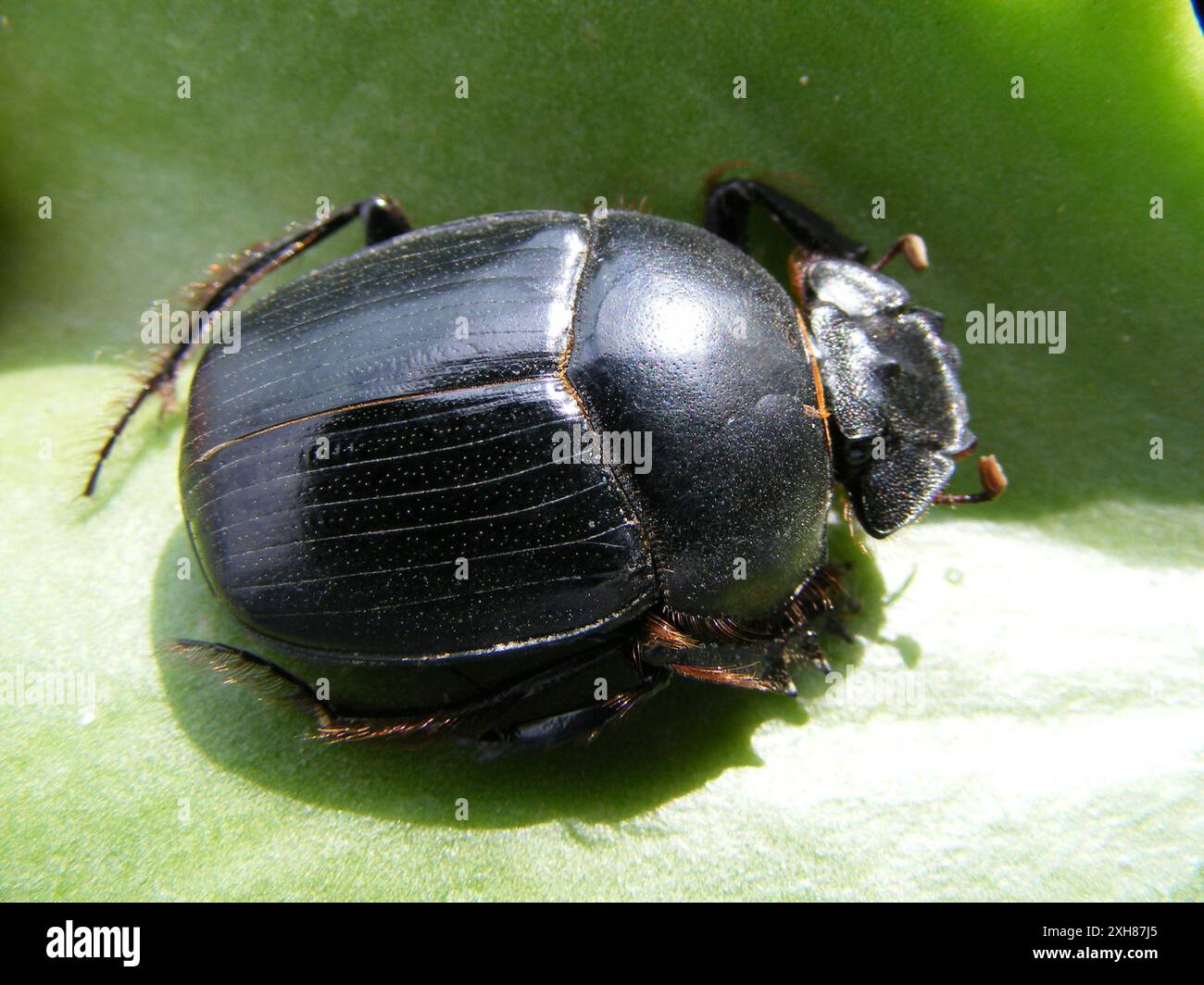 True Dung Beetles (Scarabaeus) A 2, Kang: Attracted to lights at ...