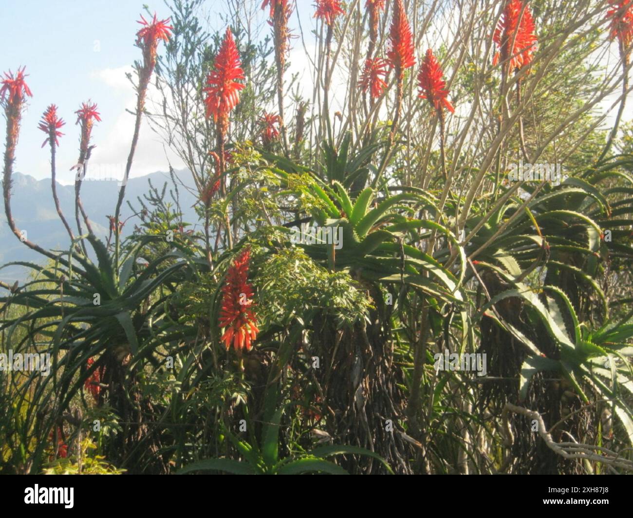 Candelabra Aloe (Aloe arborescens) Strawberry Hill Fern Trail Stock ...
