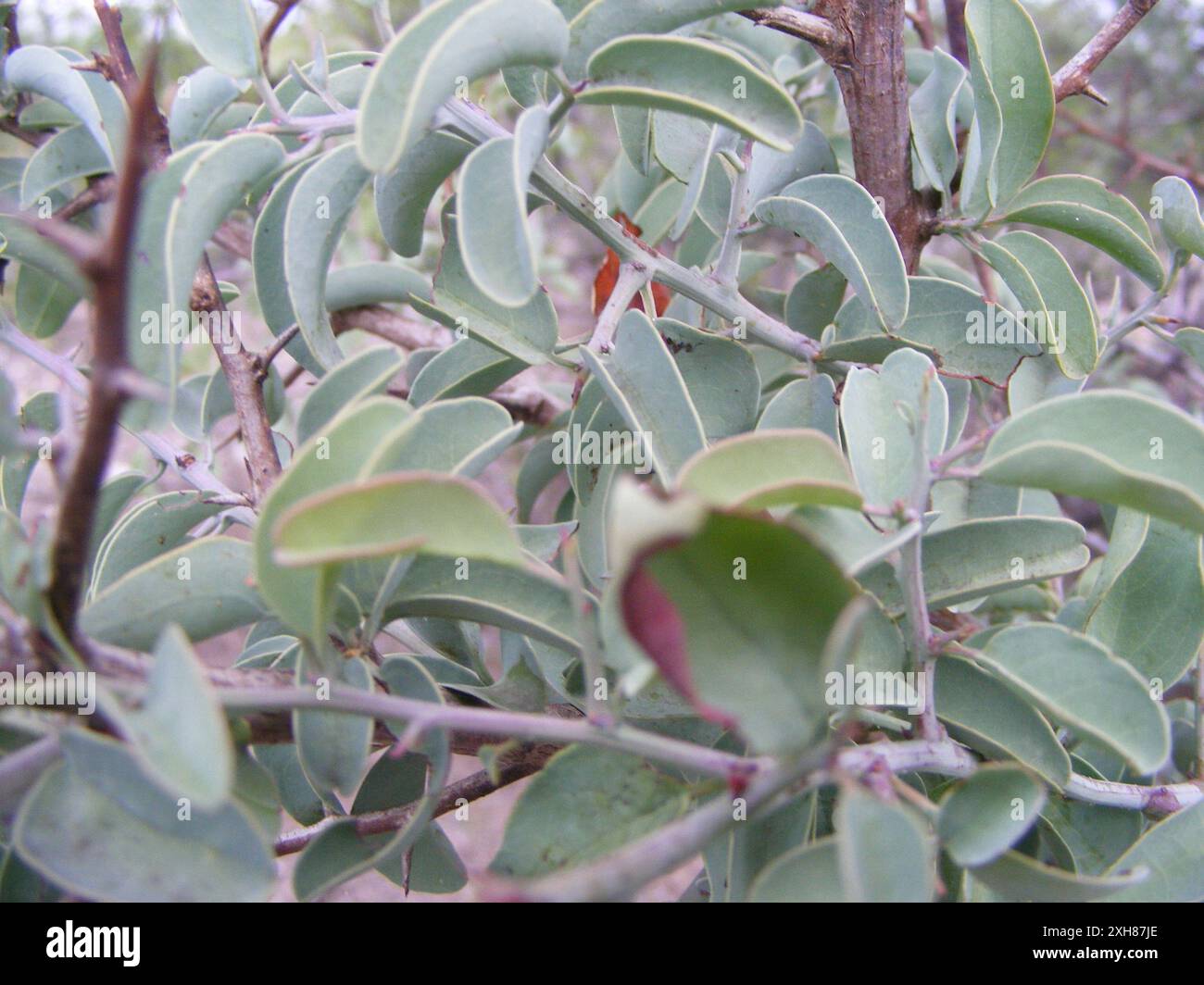 Hog plum (Ximenia americana) A 3, Ghanzi: Thakadu reserve Stock Photo ...