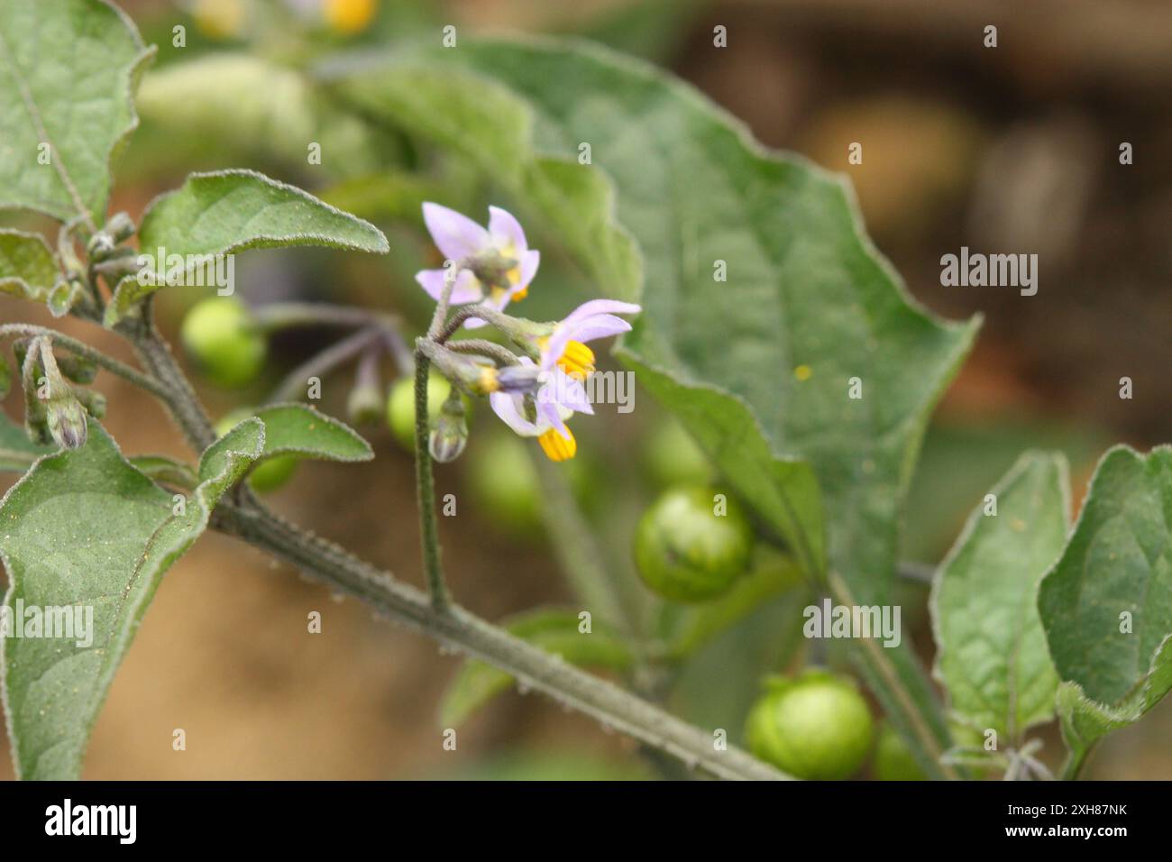 American black nightshade (Solanum americanum) San Francisco ...
