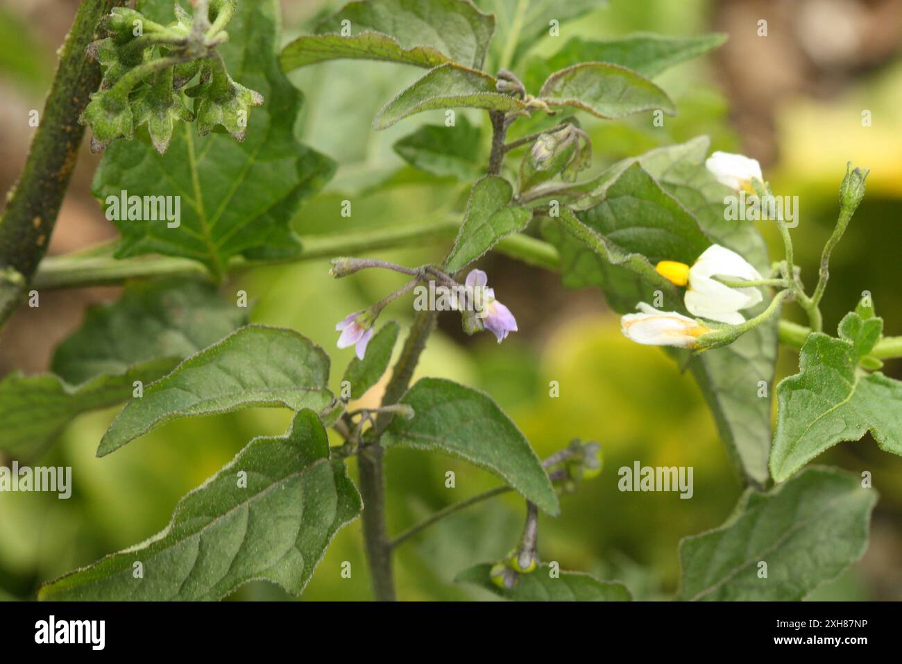 American black nightshade (Solanum americanum) San Francisco ...