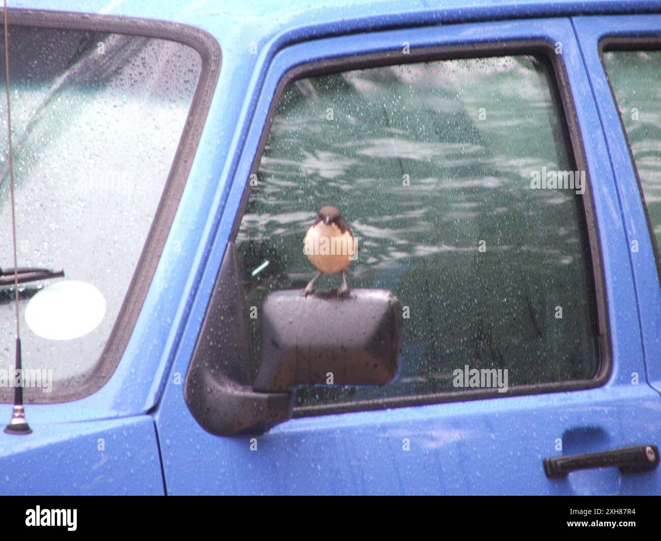 Cape Boubou (Laniarius ferrugineus ferrugineus) Hawequas Scout Ranch ...