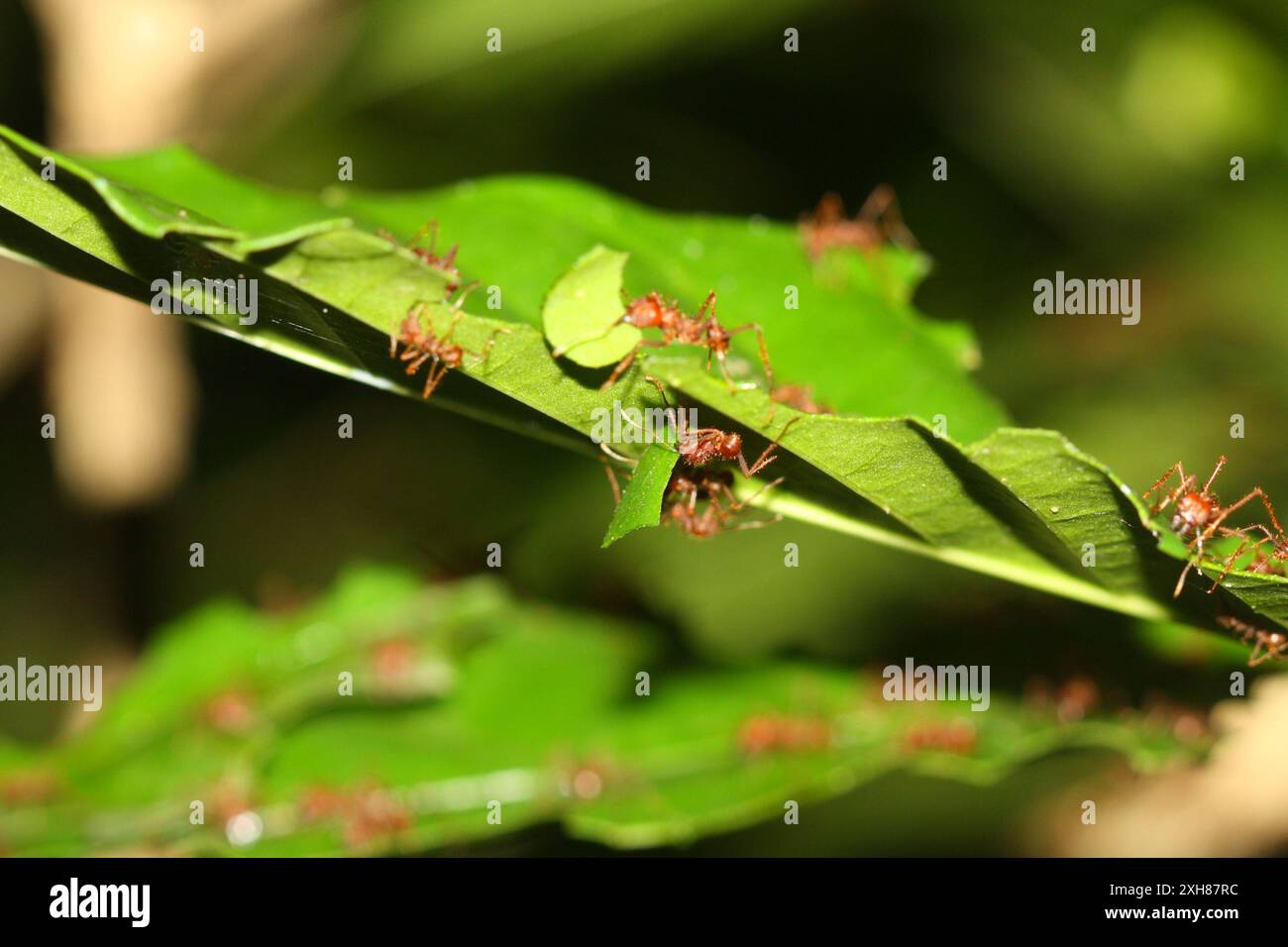 Chicatana Leafcutter Ant (Atta mexicana) Sayulita Stock Photo - Alamy