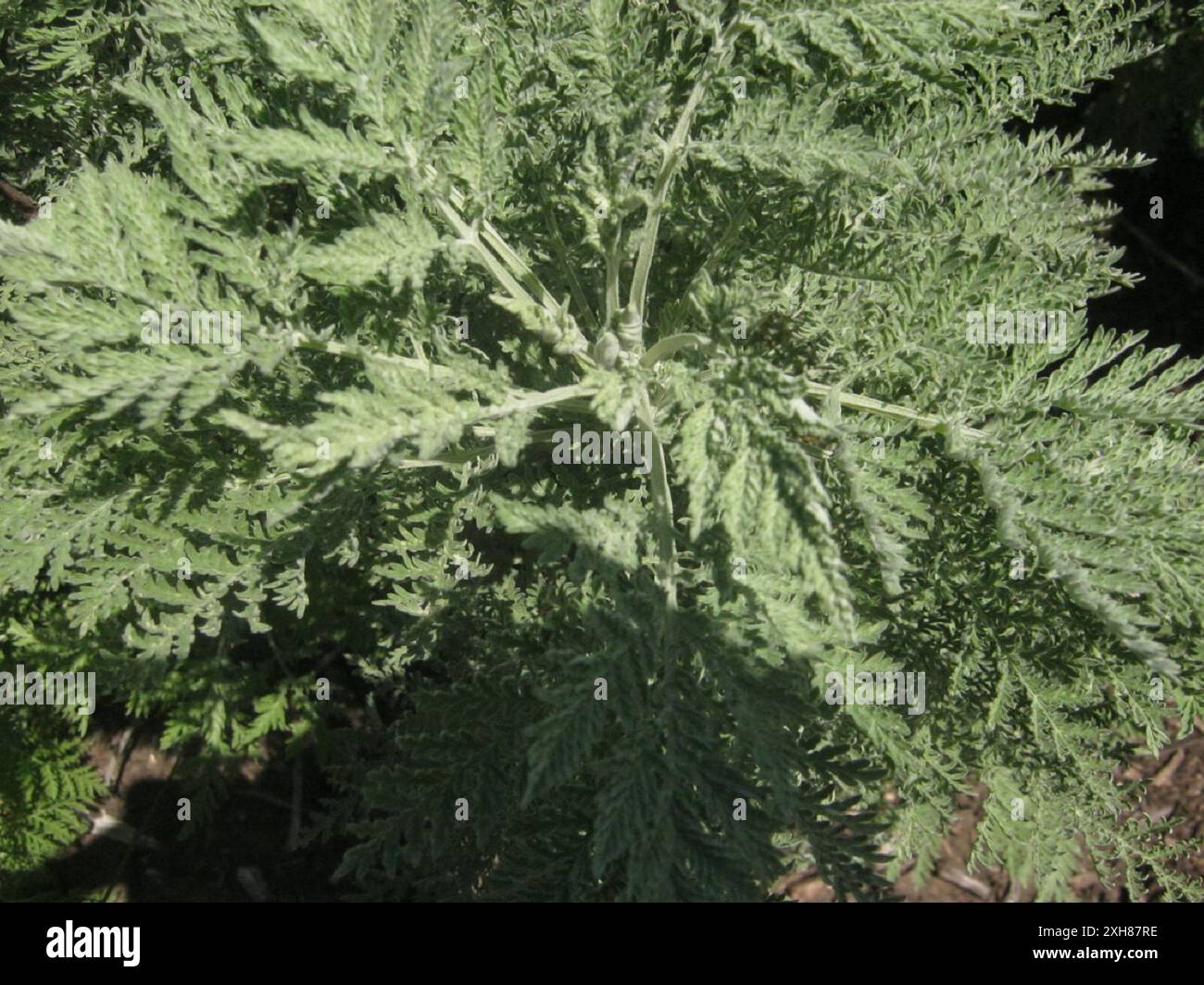 African wormwood hi-res stock photography and images - Alamy