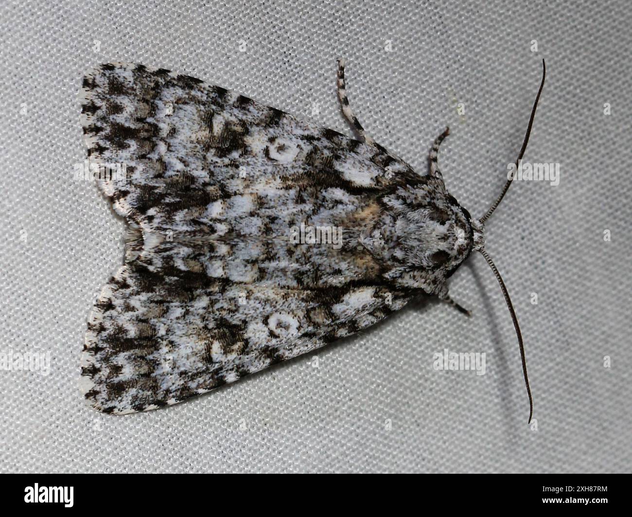 Marbled Oak Dagger (Acronicta marmorata) Mangini Ranch, Contra Costa ...