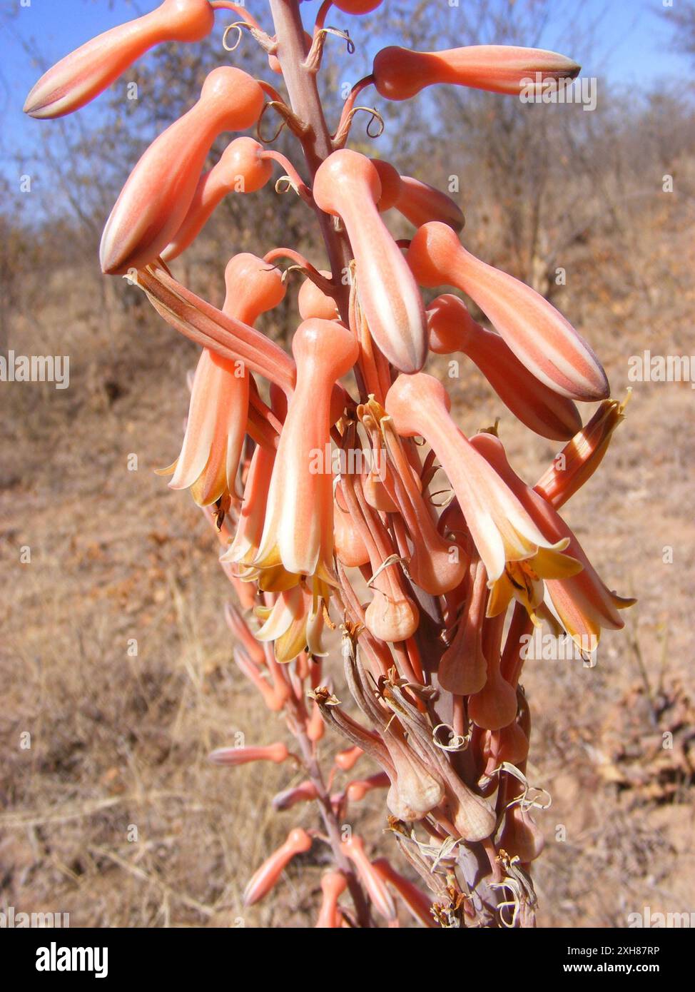 (Aloe longibracteata) , Flag Boshielo Dam, Ngwaritsi: Flag Boshielo Dam ...