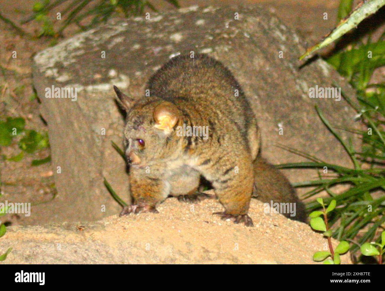Brown Greater Galago (Otolemur crassicaudatus) , skukuza, kruger Stock ...