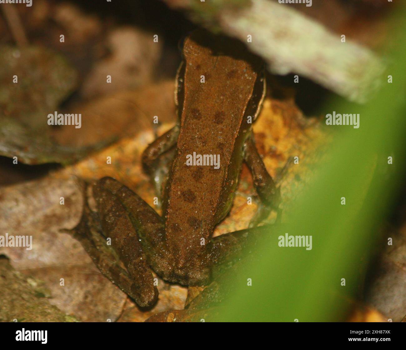 Lesser White-Lipped Frog (Amnirana parva) Parc Nacional Tai Stock Photo ...