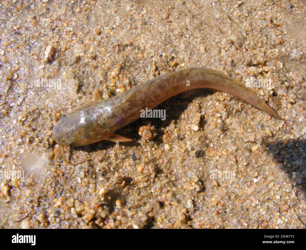 Sharptooth Catfish (Clarias gariepinus) Kruger Park, Jock Safari Lodge ...