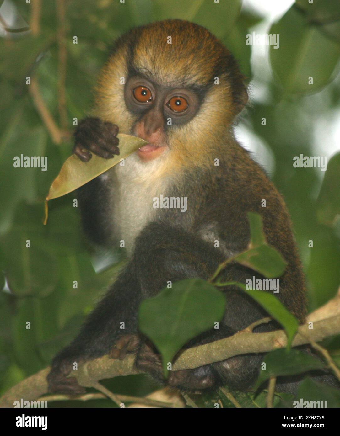 Campbells monkey cercopithecus campbelli hi-res stock photography and ...