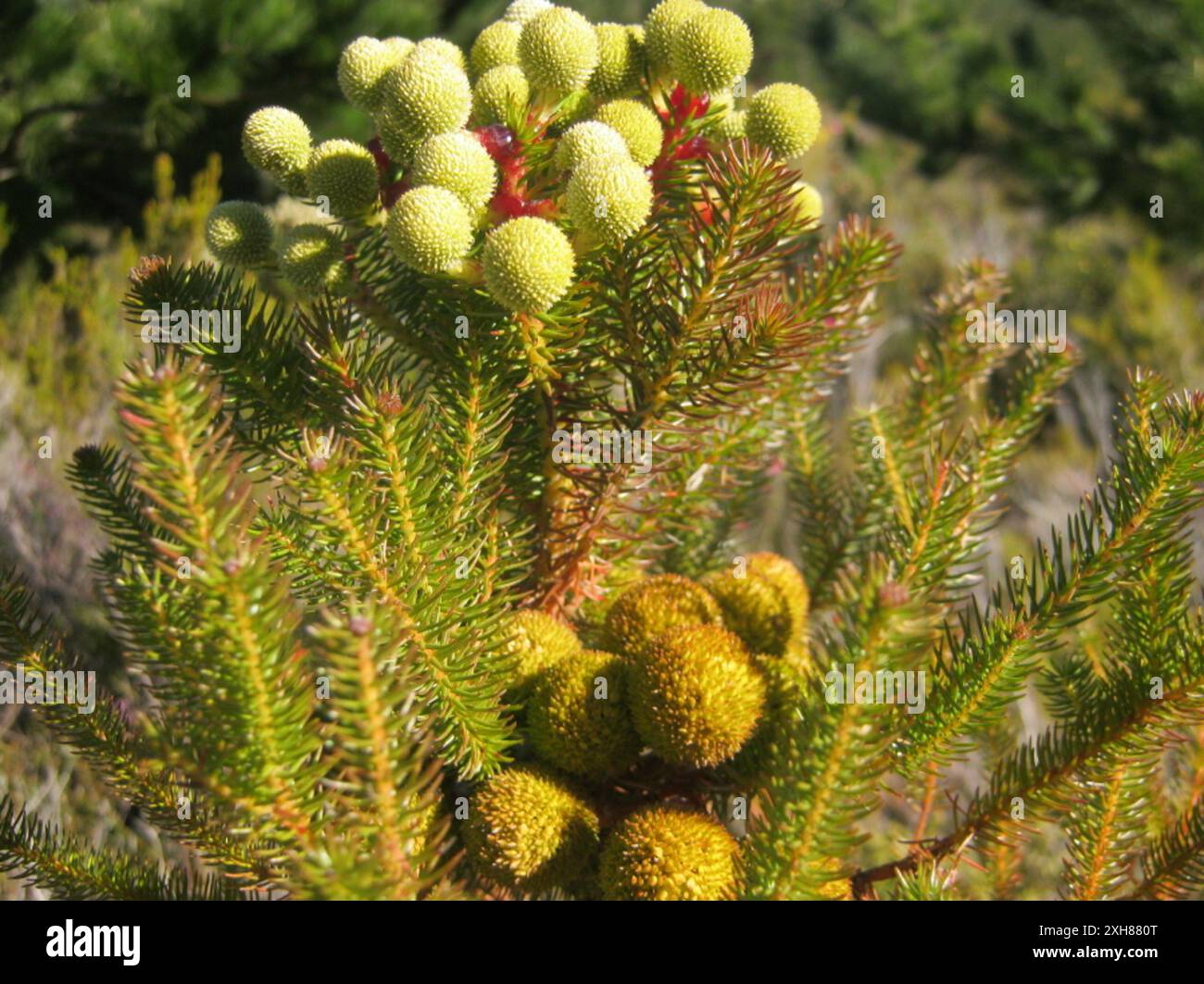 Redleg Kolkol (Berzelia abrotanoides) Rooiwaterspruit in the Langeberg ...