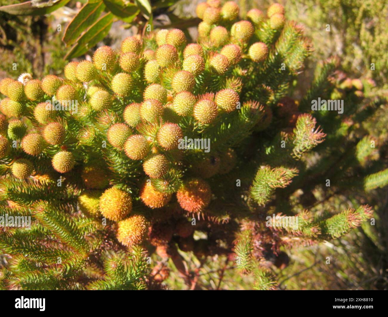 Redleg Kolkol (Berzelia abrotanoides) Rooiwaterspruit in the Langeberg ...