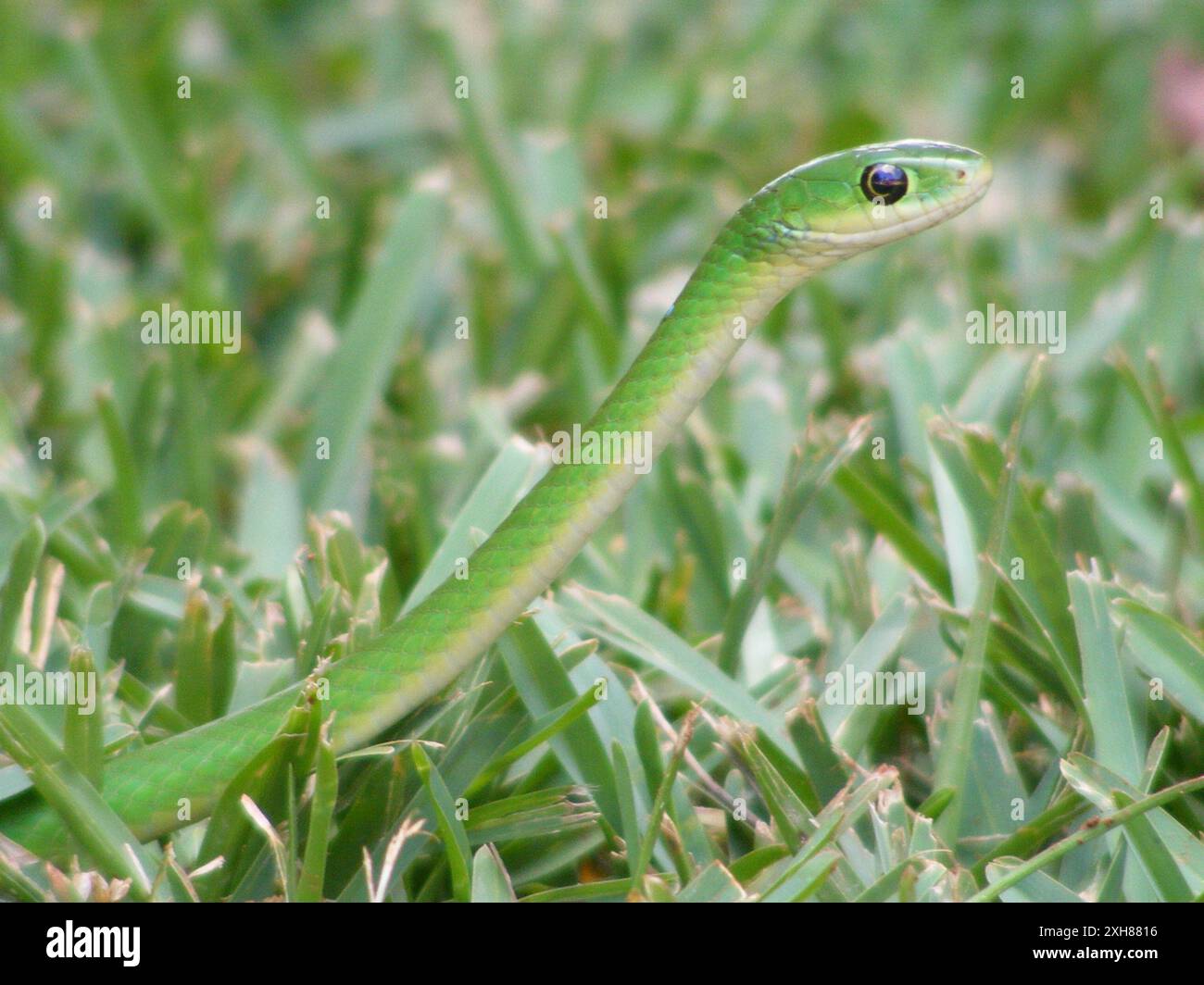 Green Water Snake (Philothamnus hoplogaster) Jakkalsbessie, Malelane ...